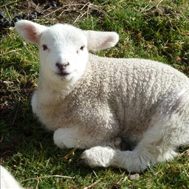 Spring is here! – Grumpy Sheep Music