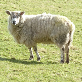 Special Sheep! – Grumpy Sheep Music