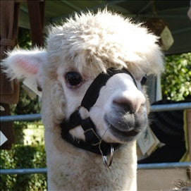 Newcastle Or Narnia? – Grumpy Sheep Music