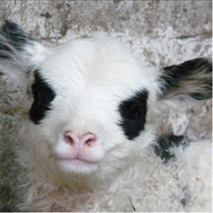 Grumpy Sheep v Panda Lambs – Grumpy Sheep Music