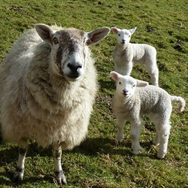 Sheep Ahoy! – Grumpy Sheep Music